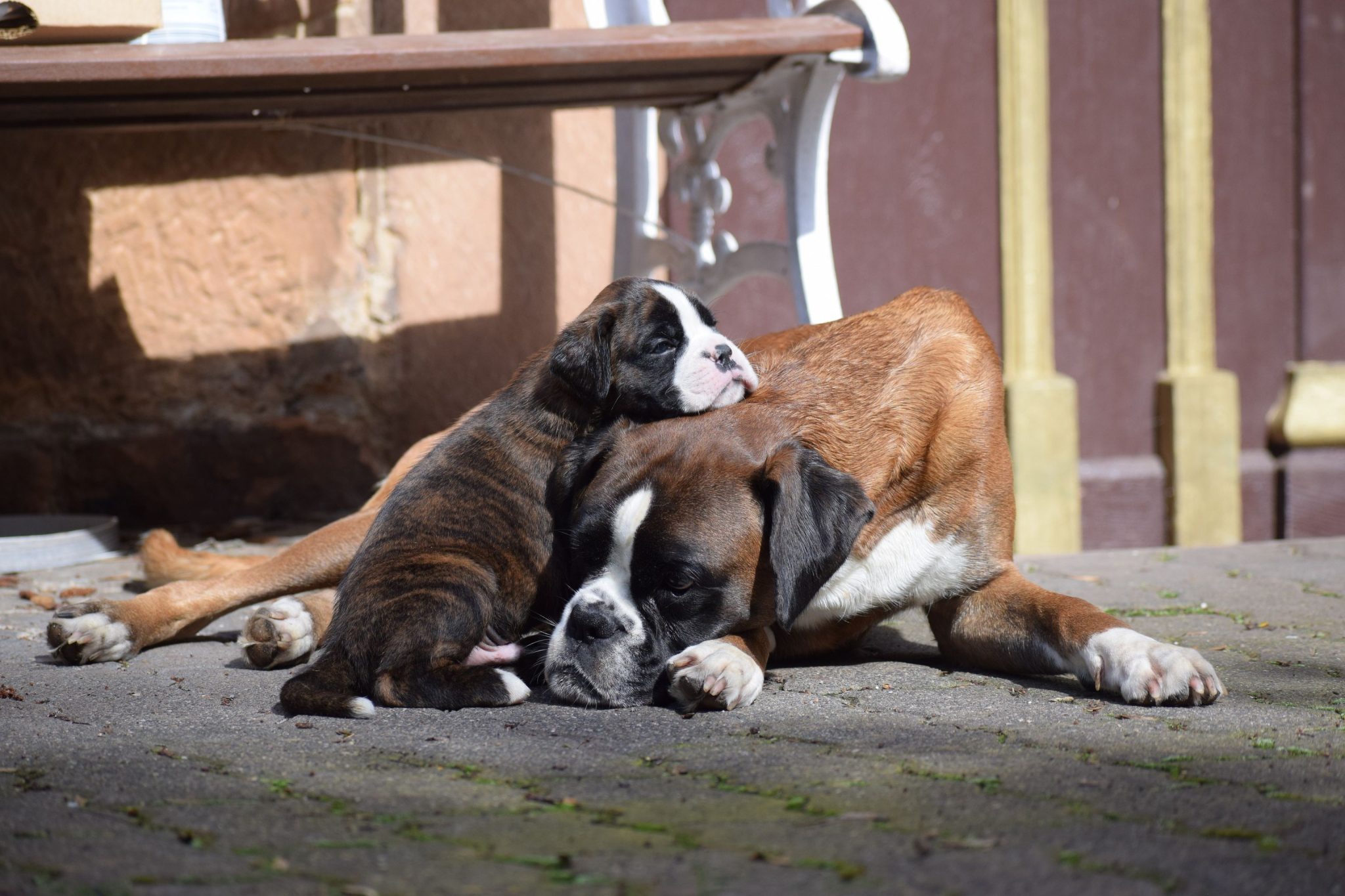 Wurf F - Boxer vom Residenzschloss Arolsen